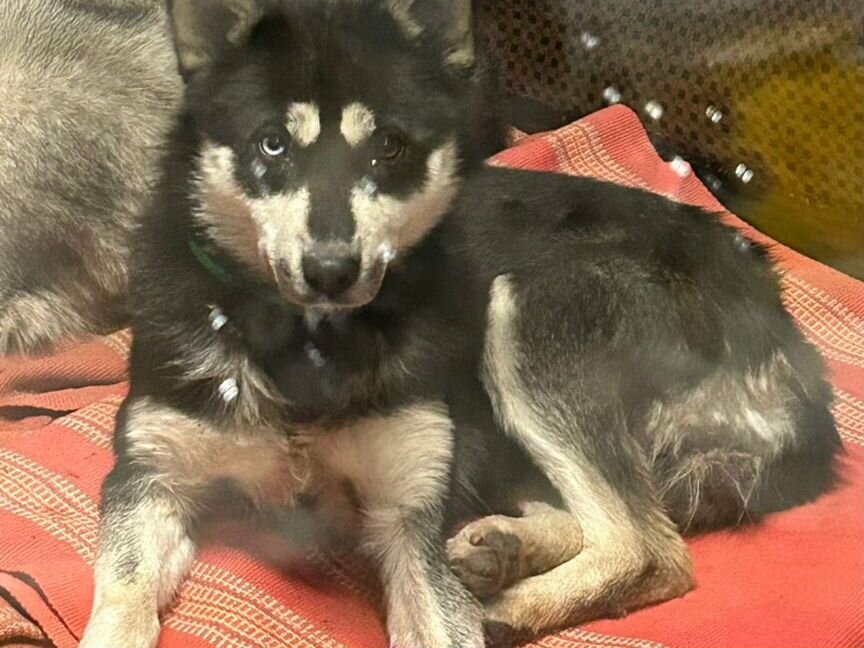 Собака бесплатно в добрые руки