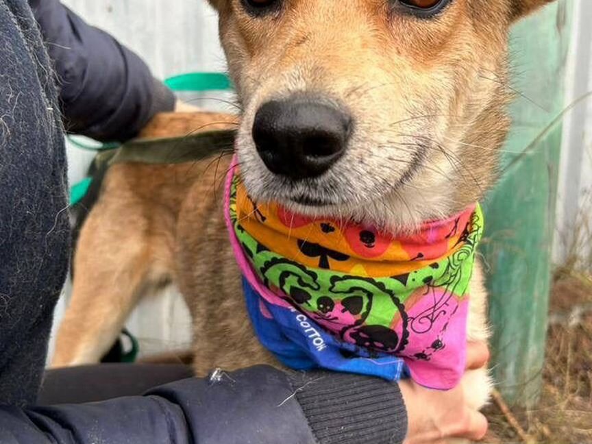 Небольшая собачка замерзает в клетке