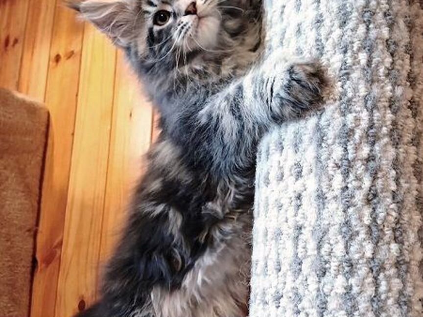 Супер-эффектная няшечка мейн-кун мраморного окраса