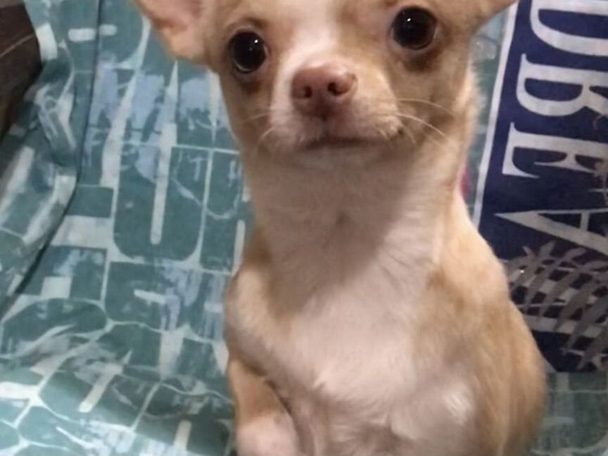 Чихуахуа Джени 9 месяцев