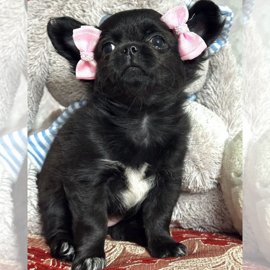 Чихуахуа, щенок