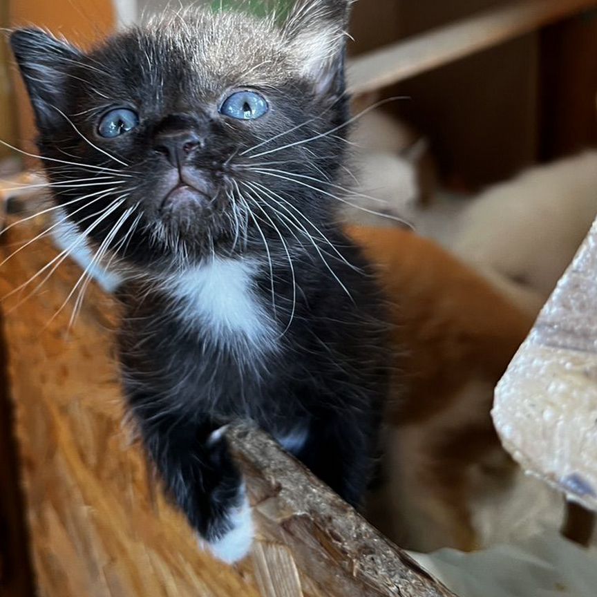 Котёнок в добрые руки