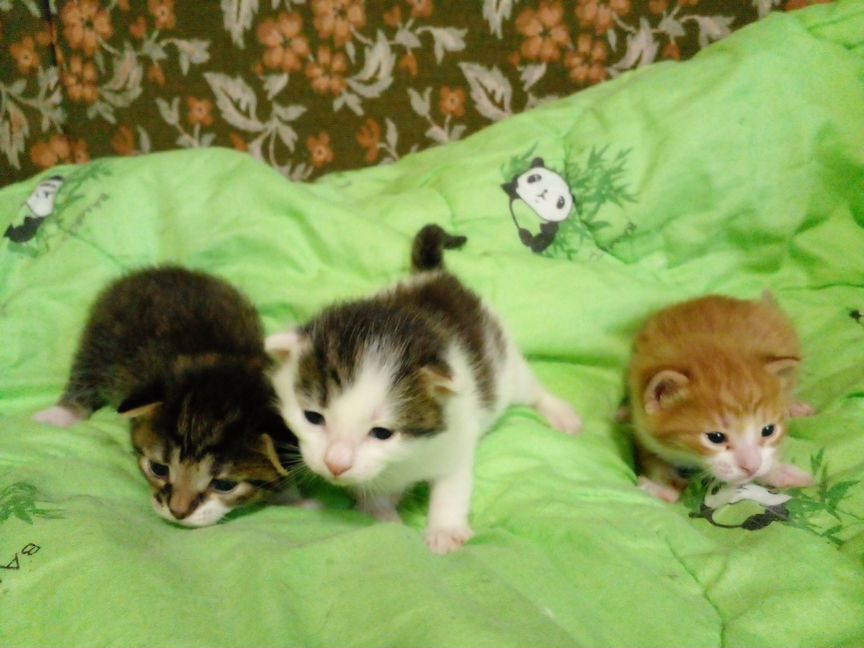 Котята красивые мальч и девоч в заботливые руки
