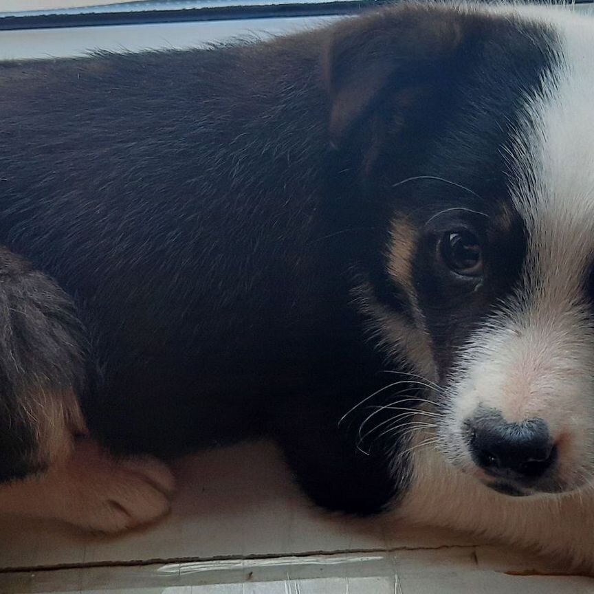 Отдам в добрые руки шенка