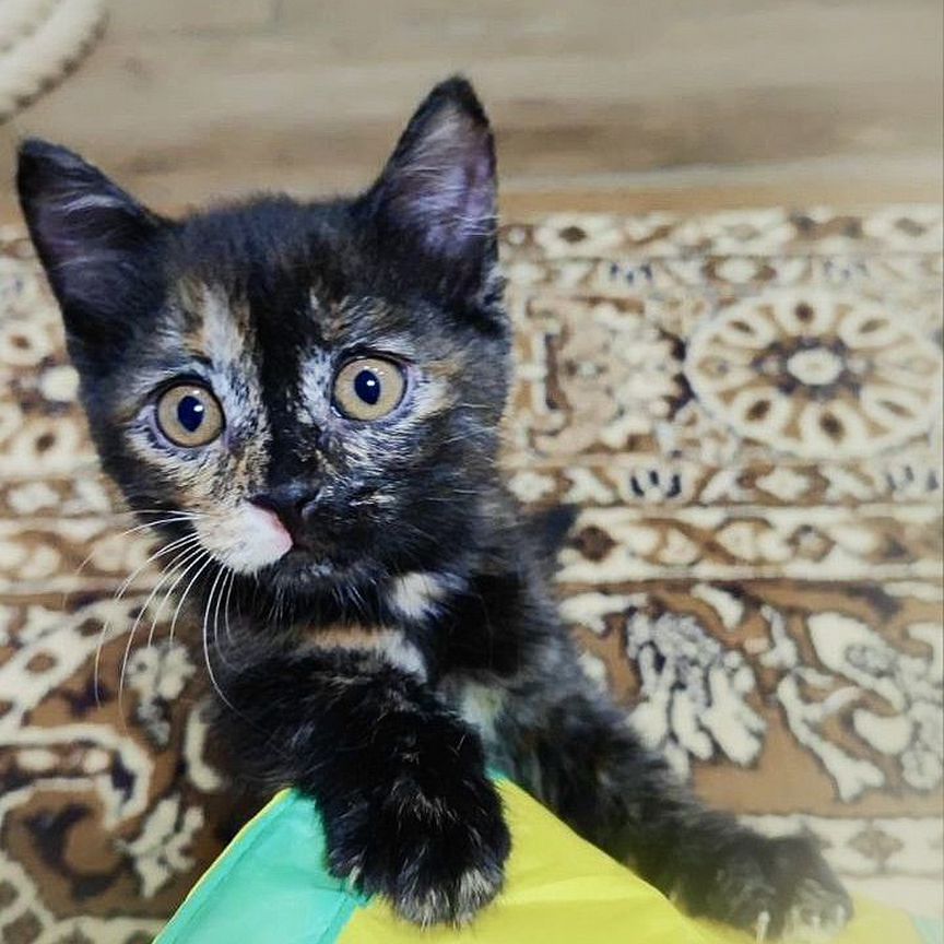 Котенок, приносящий удачу