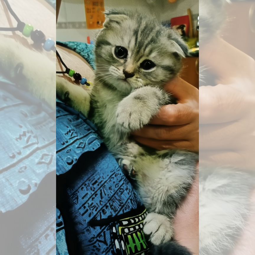 Шотландский вислоухий короткошёрстный котёнок