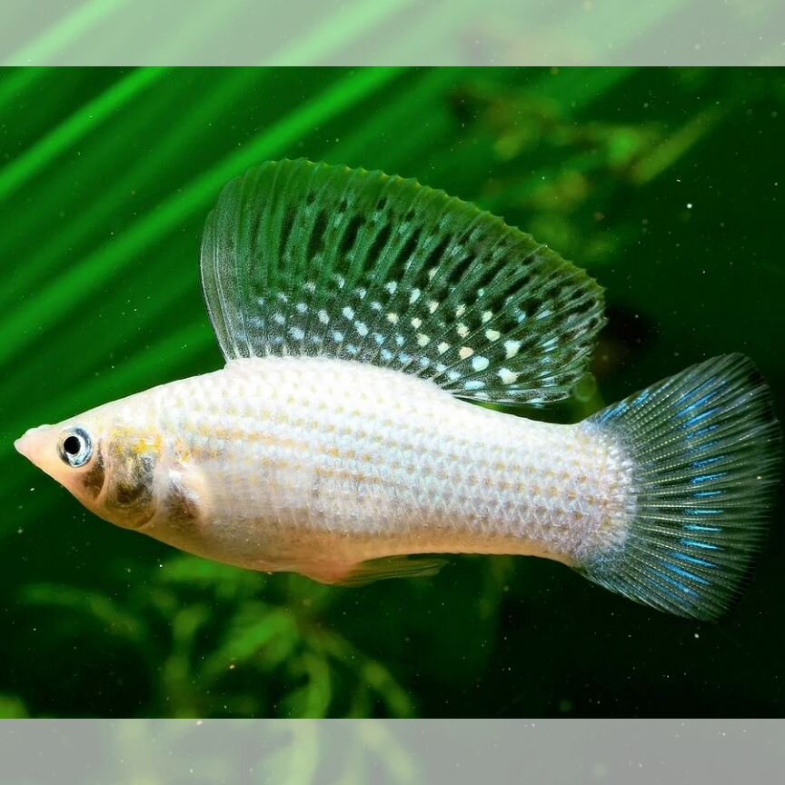 Моллинезия велифера белая