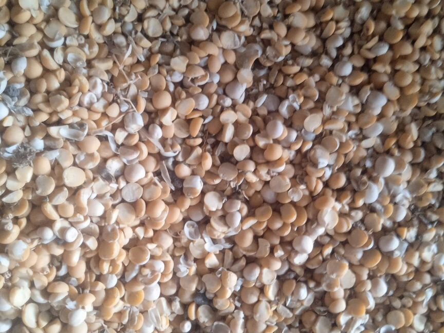 Горох кормовой