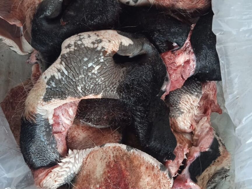 Корм для собак