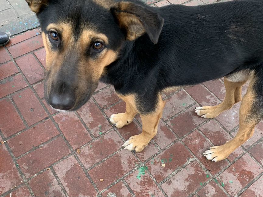 Взрослый щенок в добрые руки