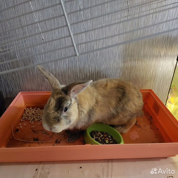 Декоративные кролики в добрые руки