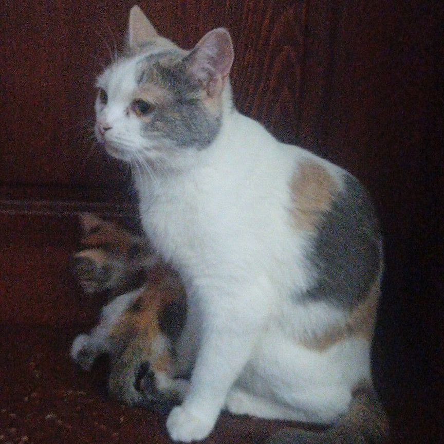 Британский короткошёрстный котёнок