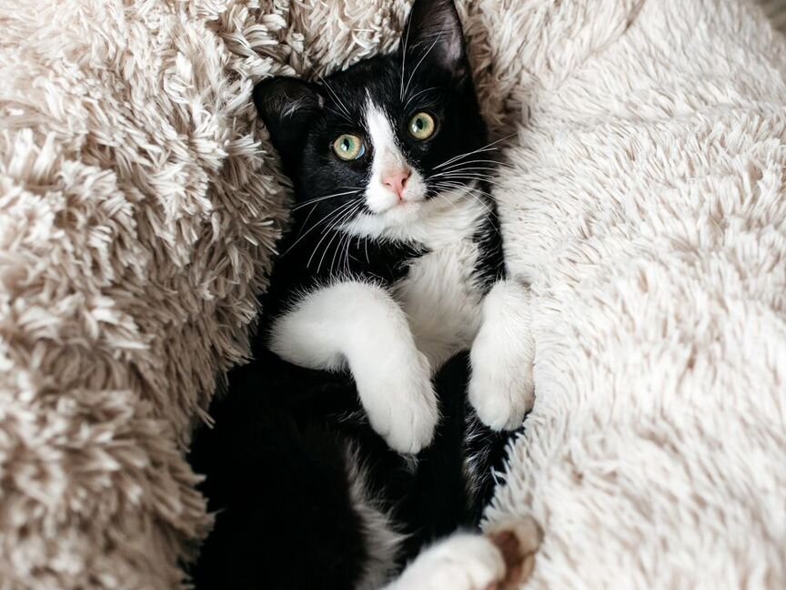 Котик Изюм ищет дом