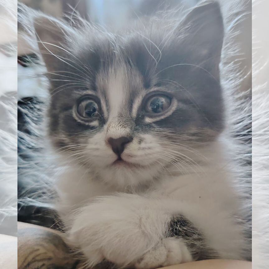 Котёнок в добрые руки