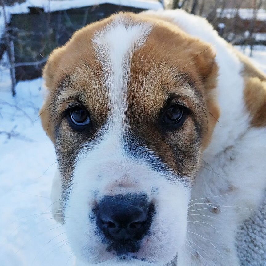 Среднеазиатская овчарка, щенок