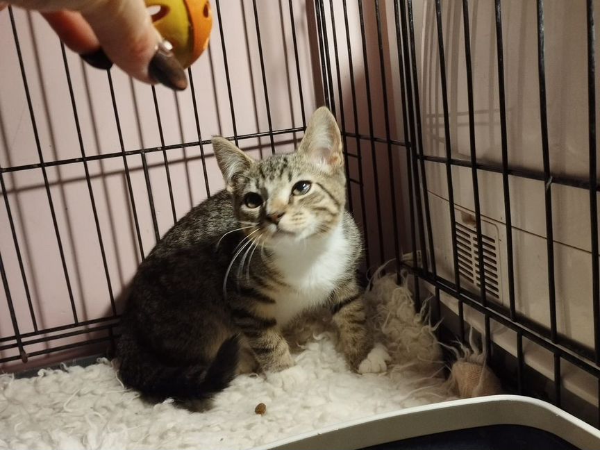 Котята манчкин