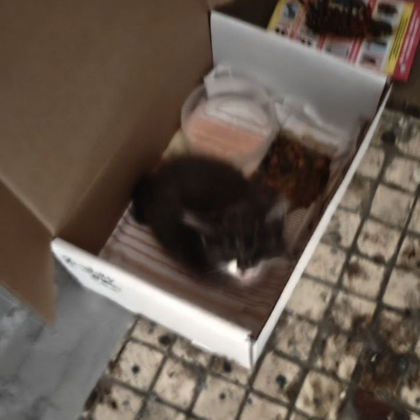 Котенок в добрые руки бесплатно