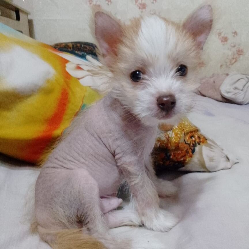 Продам щенка