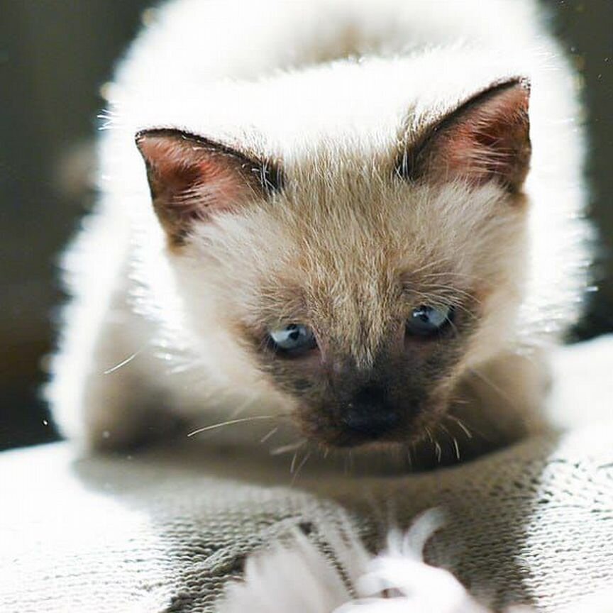 Тайский котёнок