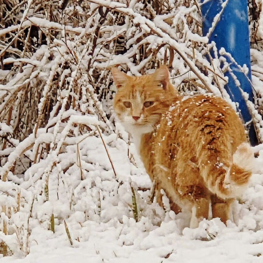 Взрослый кот в добрые руки