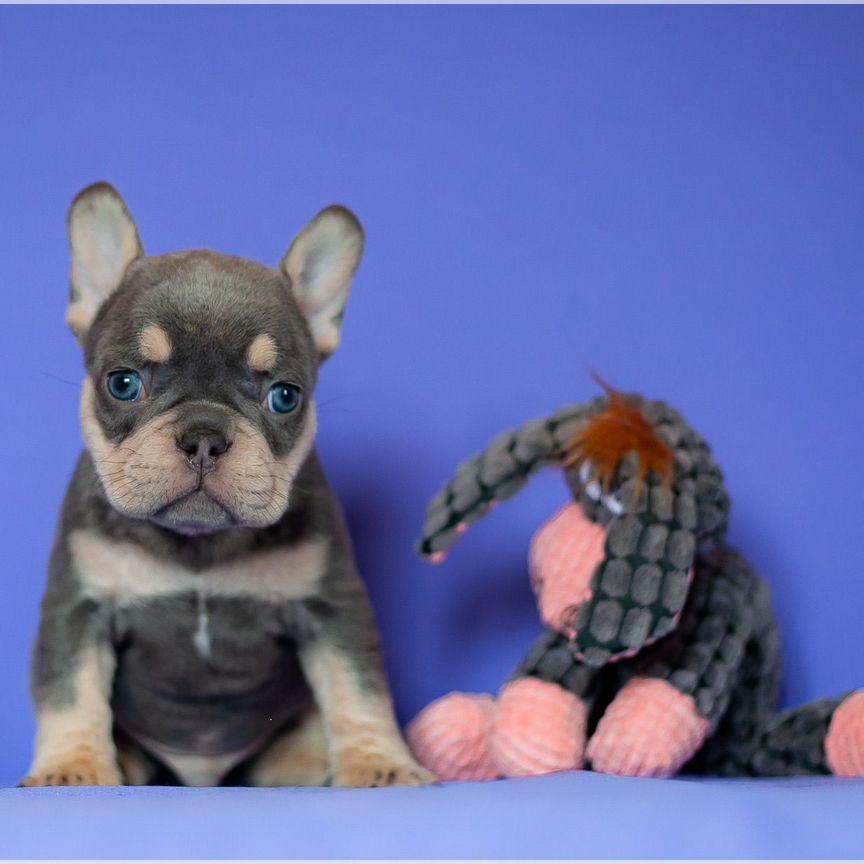 Французский бульдог, щенок