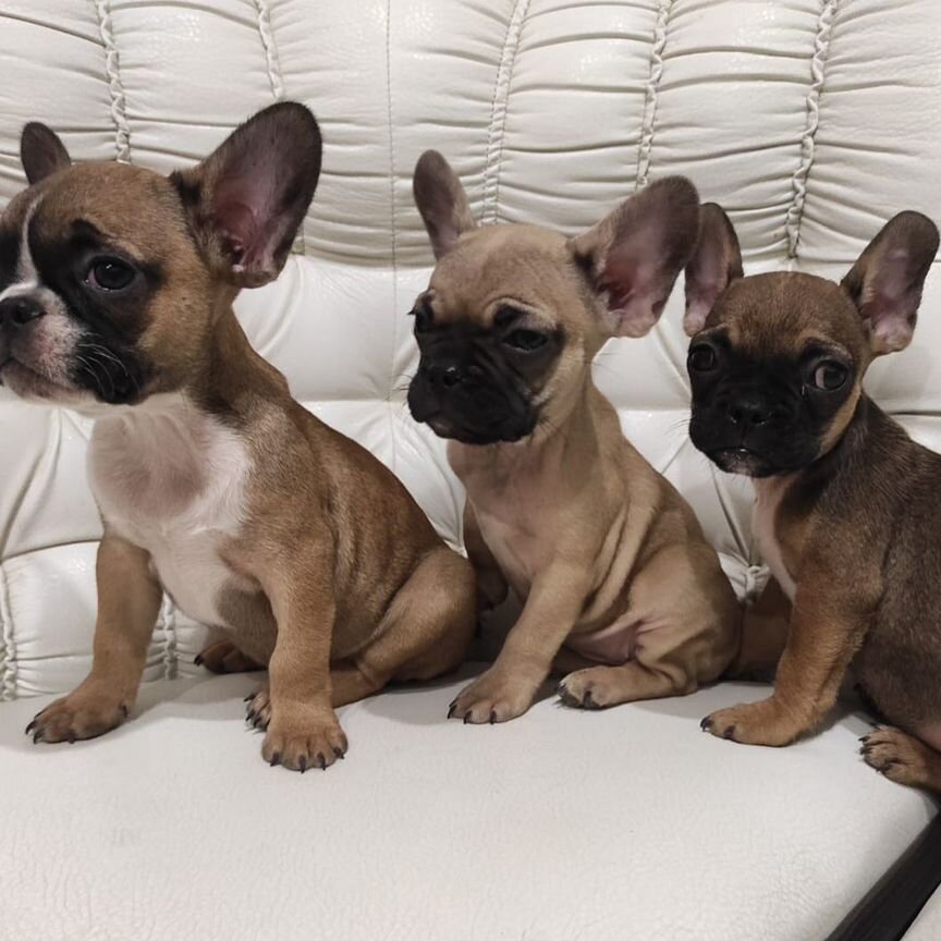 Французский бульдог