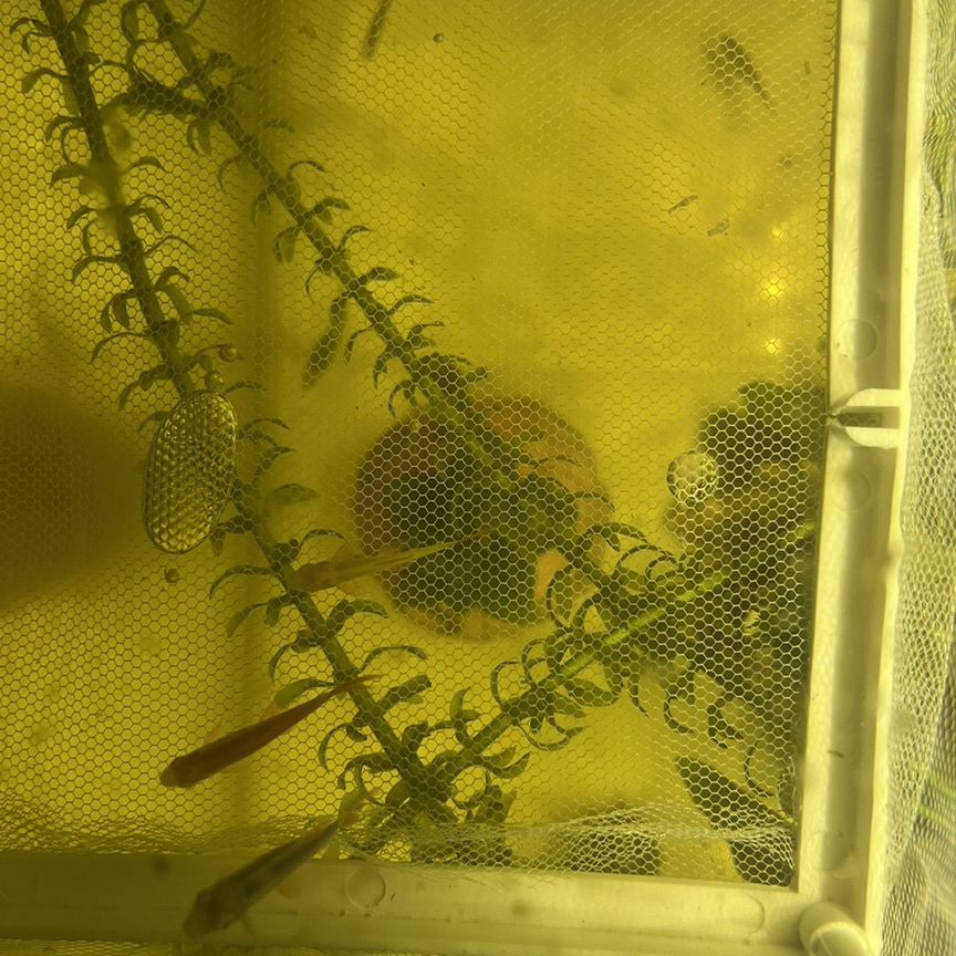 Аквариумные рыбки лабео гло 3шт