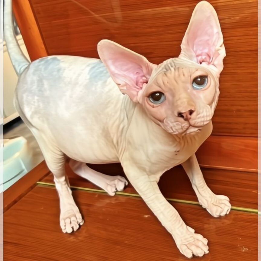 Канадский сфинкс котёнок