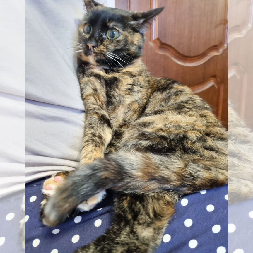 Котики в добрые руки