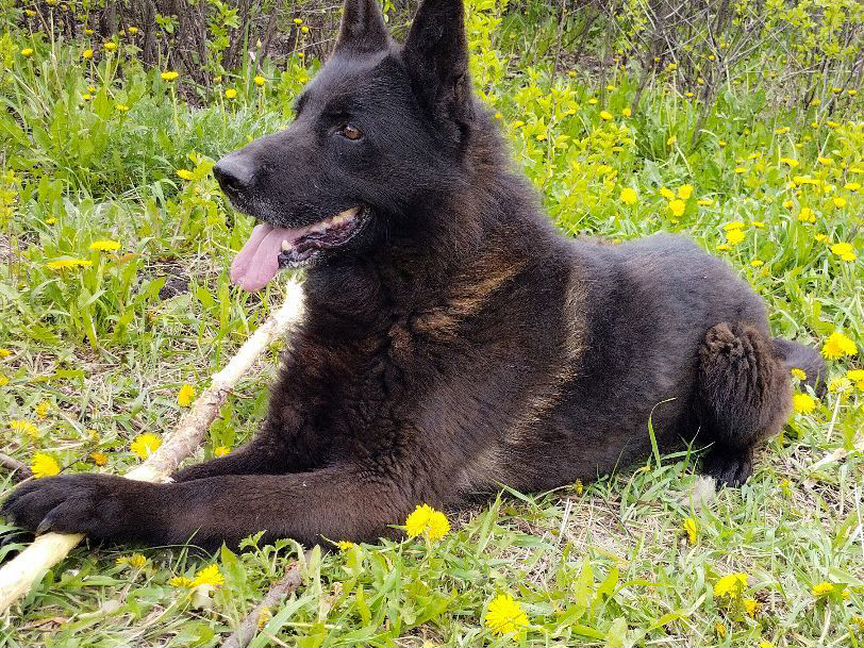 Щенок немецкой овчарки