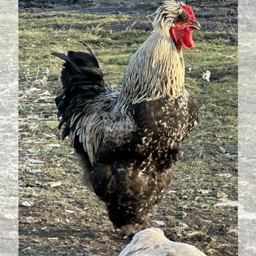 Петух брама молодой