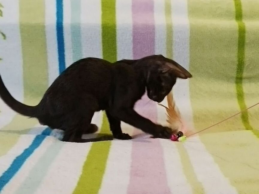 Котята орики