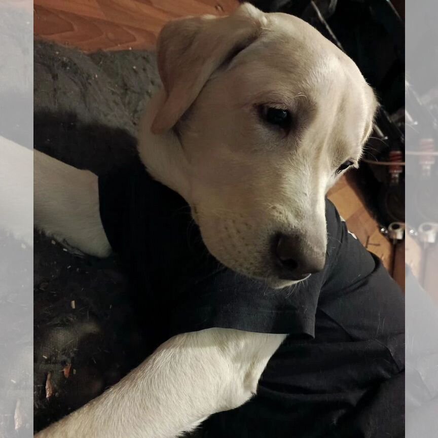 Лабрадор-ретривер, взрослая собака