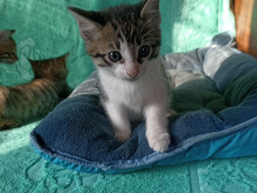 Европейская короткошерстная