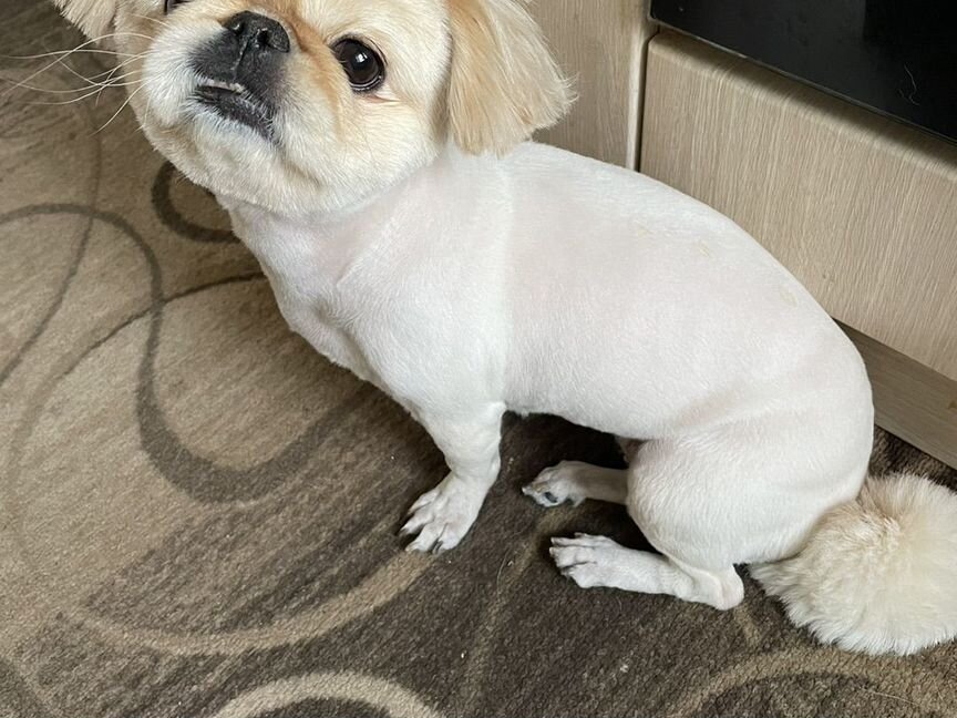 Пекинес девочка на вязку