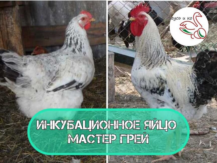 Инкубационное яйцо мастер грей