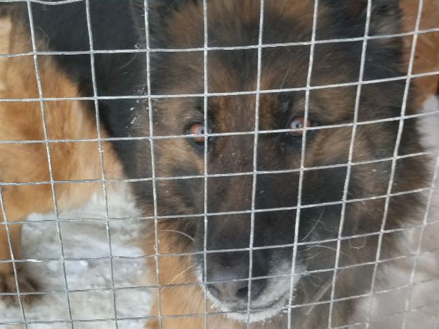 Потерялась собака породы немецкая овчарка,имя Ирма