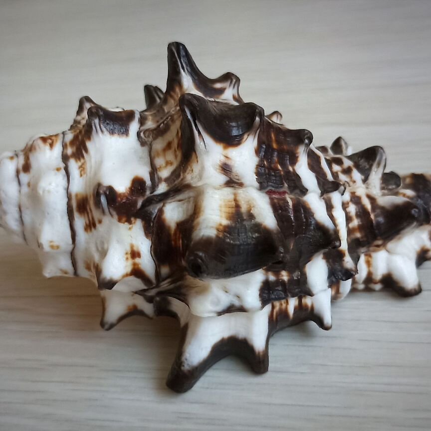 Морские ракушки раковины