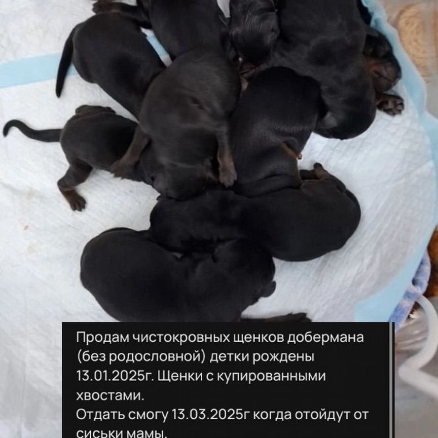 Щенки добермана