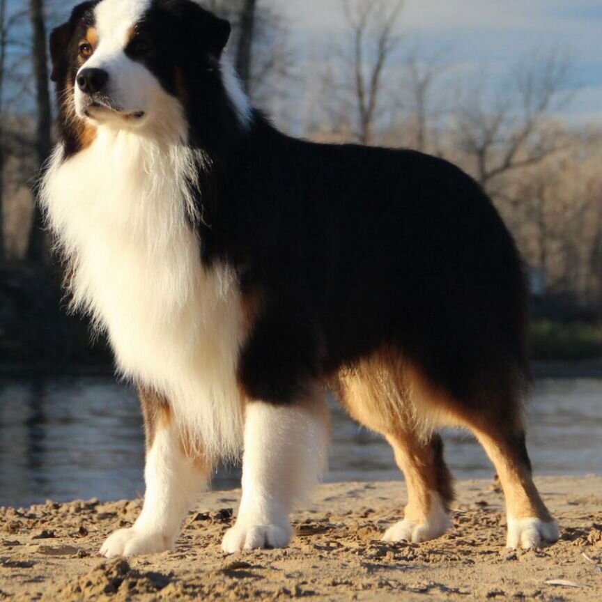 Кобель для вязки