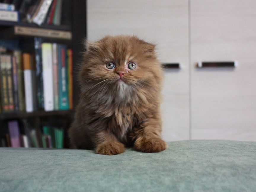 Шотландские котята шоколад