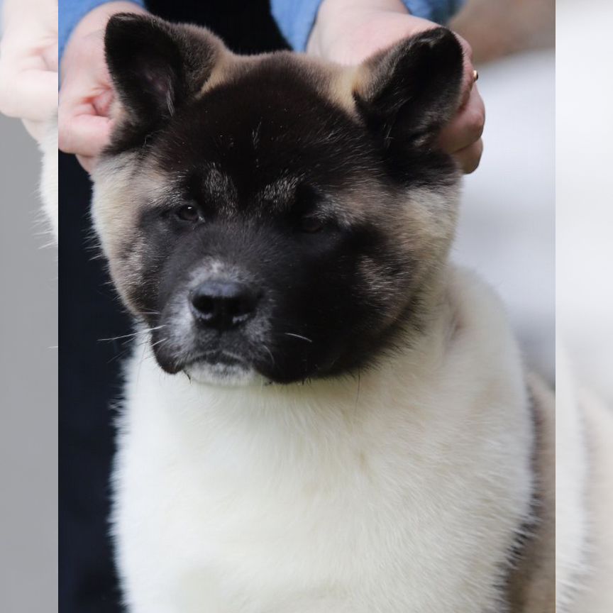 Американская акита, щенок