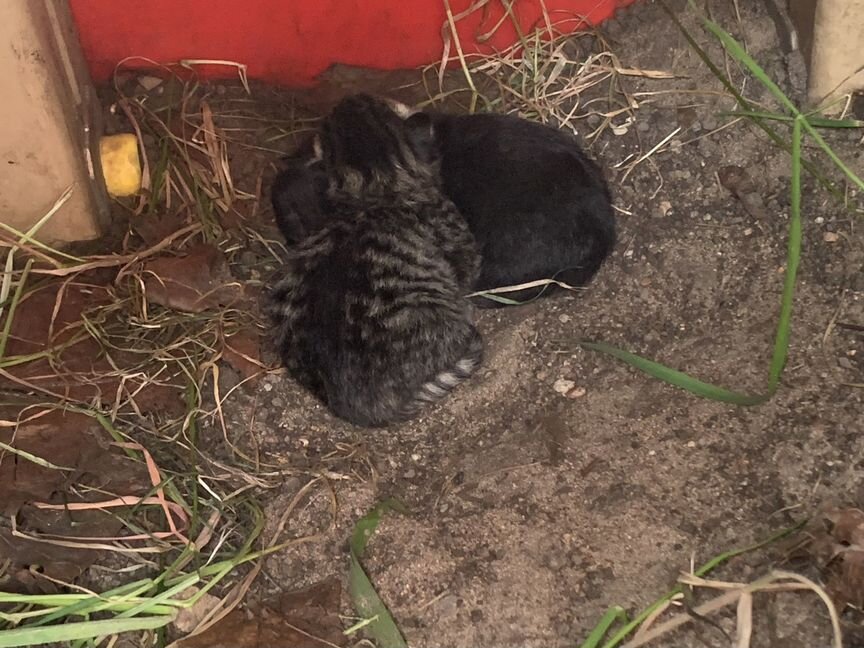 Котята в добрые руки