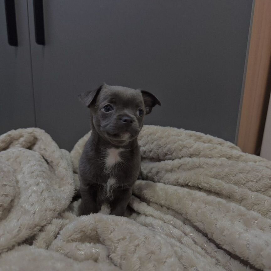 Щенок чихуахуа девочка