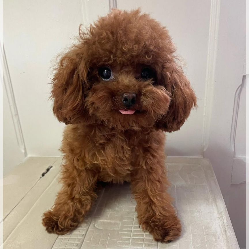 Той-пудель, щенок