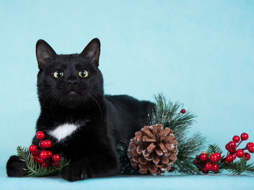 Очень милый котик ищет дом