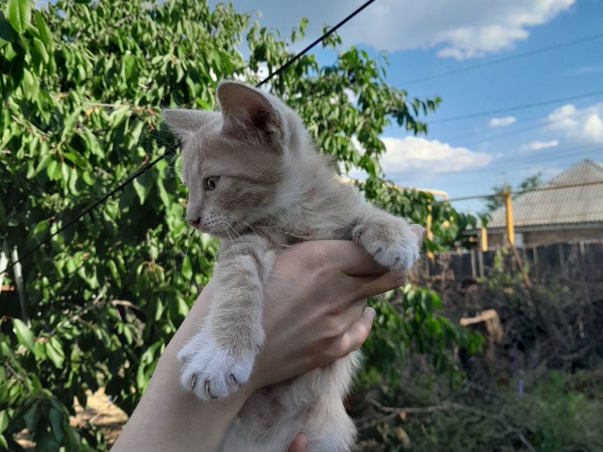 Отдам бесплатно в приличный дом доброго котика