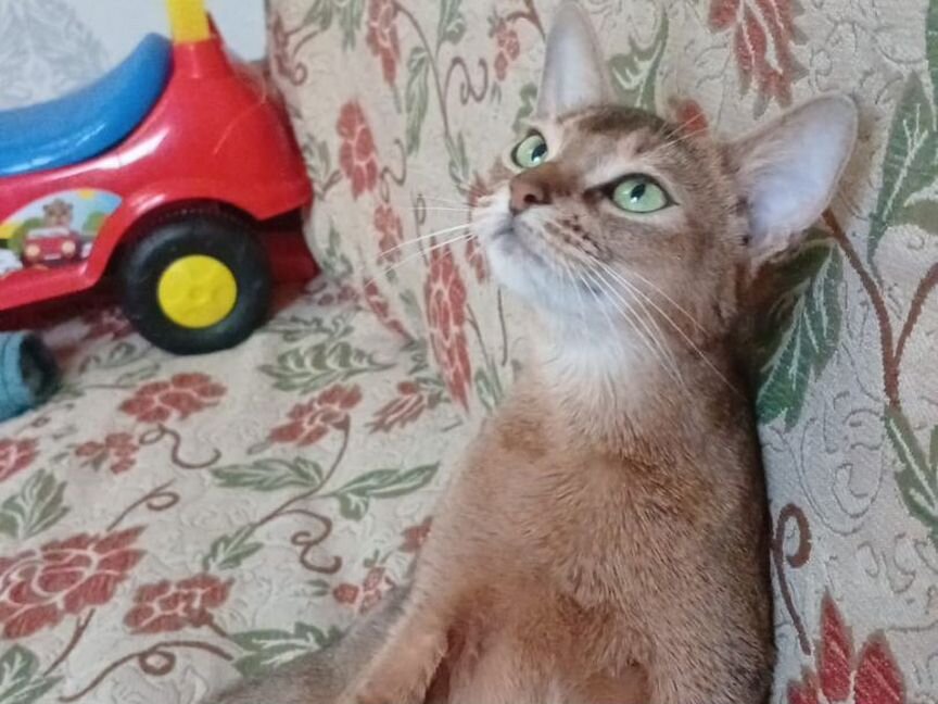 Абиссинская кошка