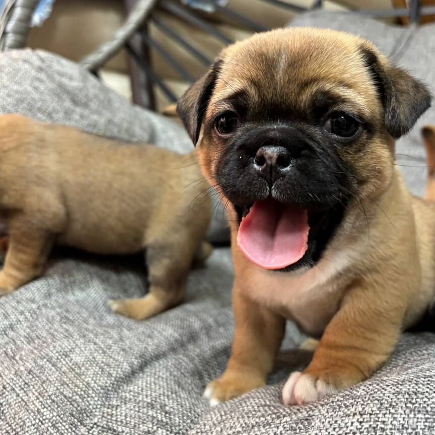 Мопс, щенок