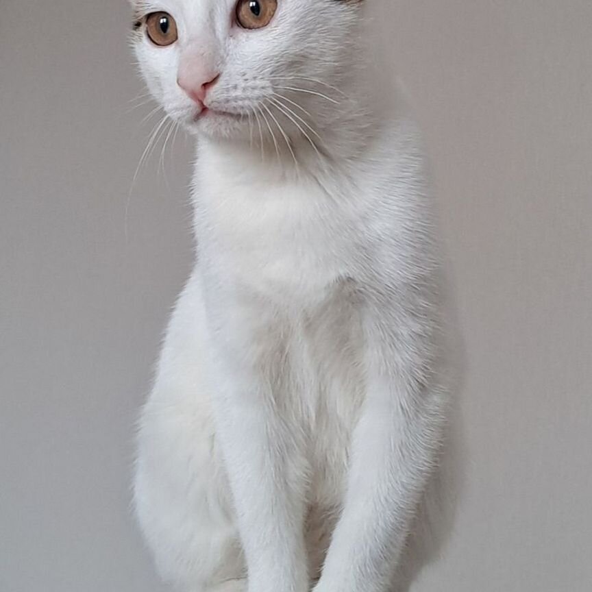 Котёнок девочка